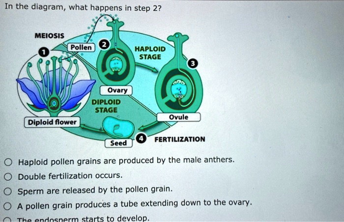 SOLVED: In the diagram, what happens in step 2? MEIOSIS Pollen HAPLOID ...