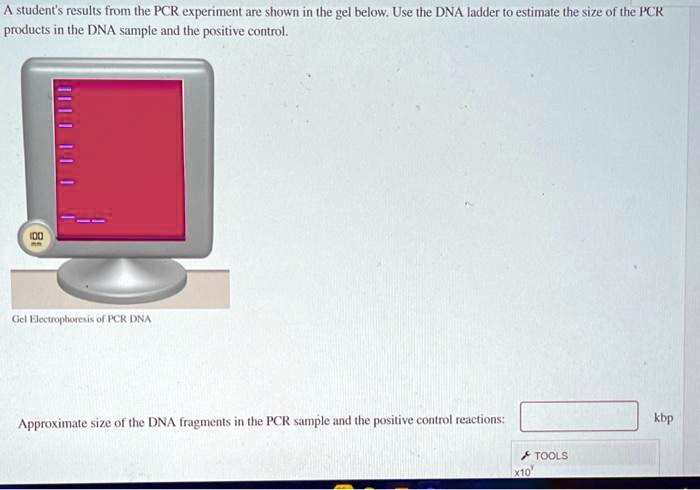 SOLVED: A student's results from the PCR experiment are shown in the ...