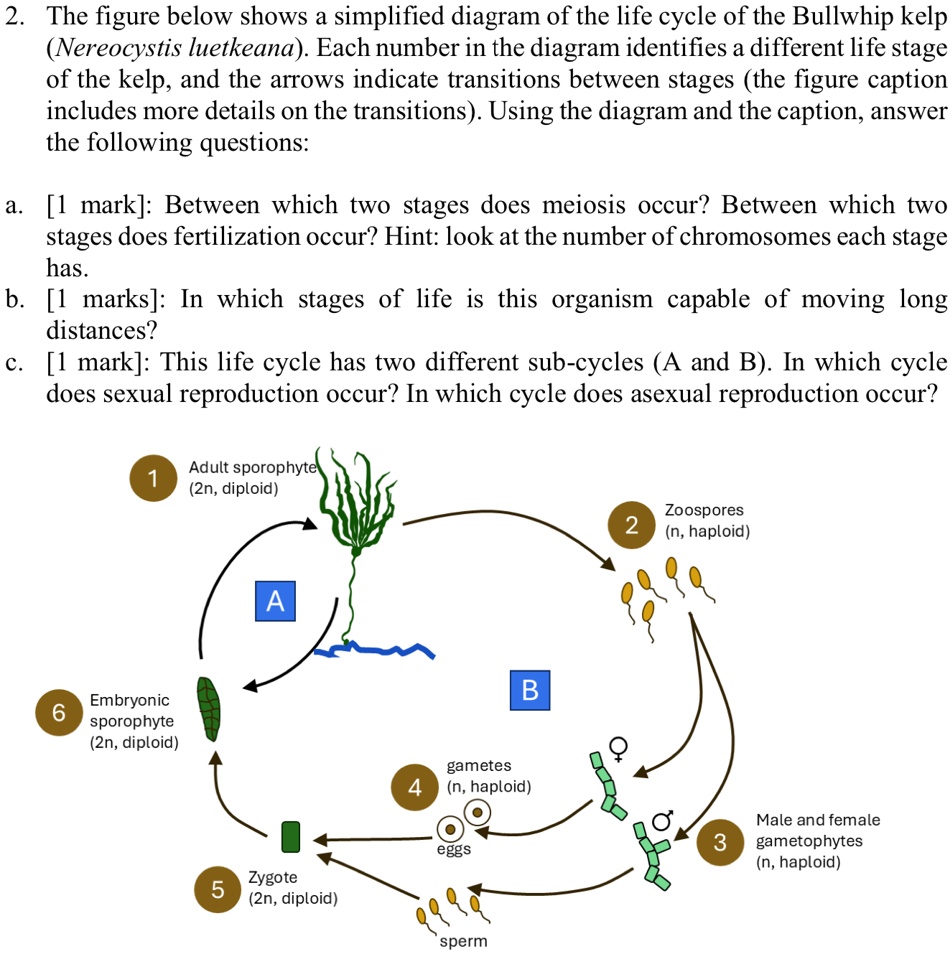 2. The figure below shows a simplified diagram of the life cycle of the ...