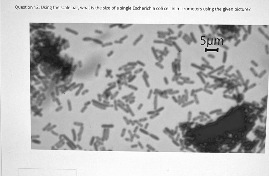 Question 12. Using the scale bar, what is the size of a single ...