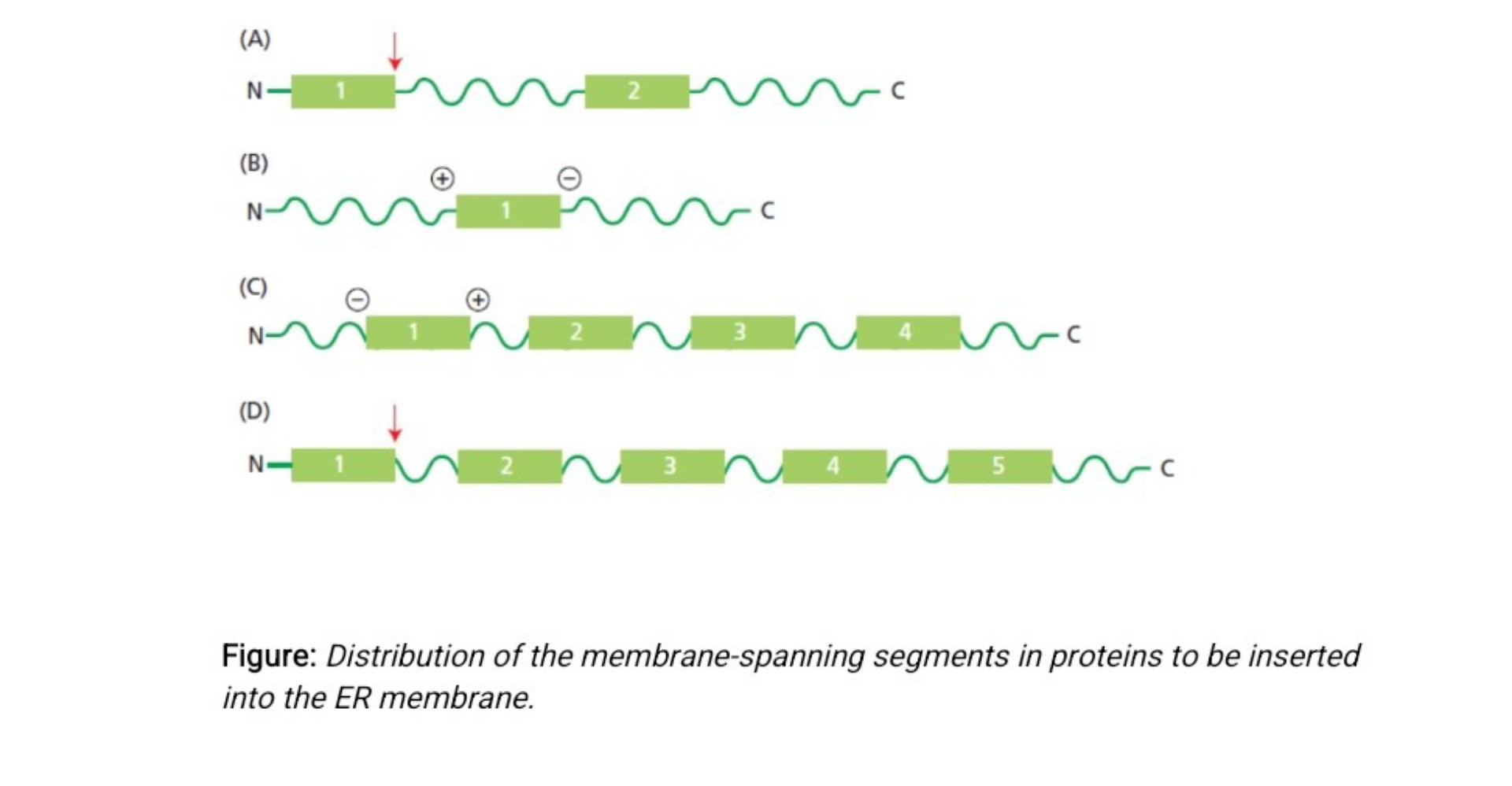 Figure: Distribution of the membrane-spanning segments in proteins to ...