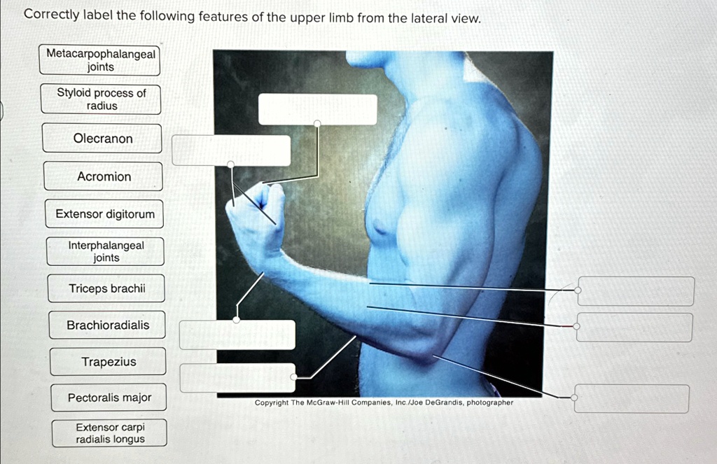 Correctly label the following features of the upper limb from the ...