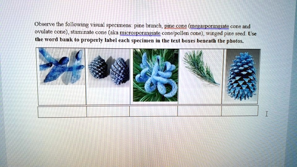 SOLVED: Observe the following visual specimens: pine branch, pine cone ...