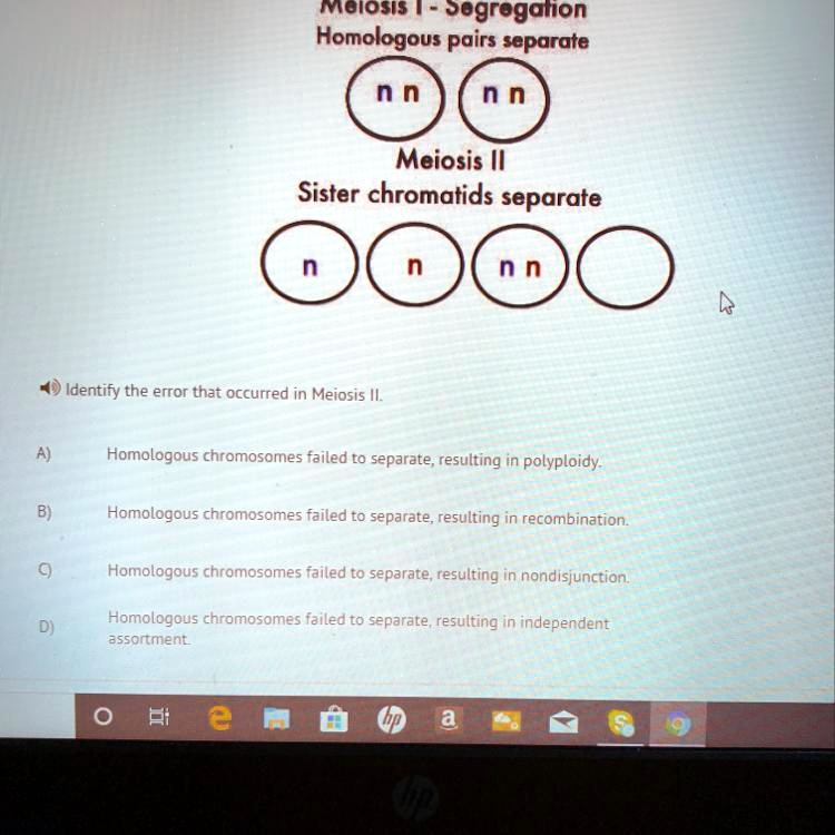 Meiosis 1 - Segregation Homologous pairs separate nn nn Meiosis II Sister chromatids separate n ...