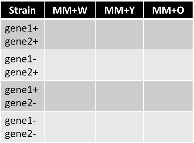 Strain MM+W MM+Y MM+O gene1+ gene2+ gene1- gene2+ gene1+ gene2- gene1 ...
