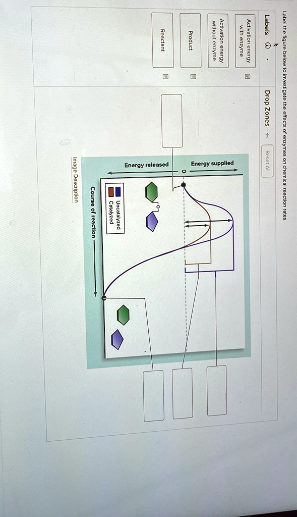 Label the figure below to investigate the effects of enzymes on ...