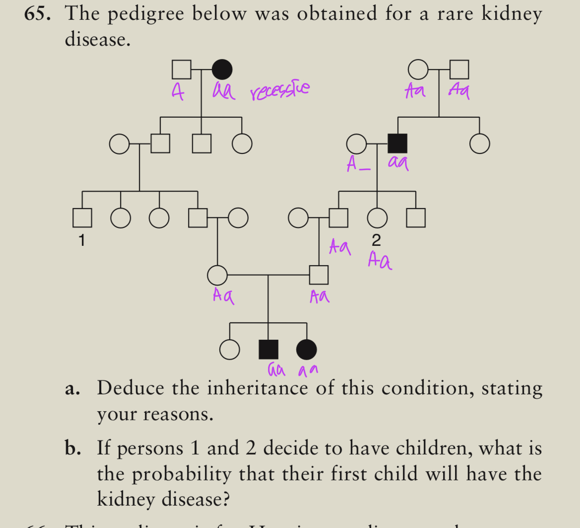 65 the pedigree below was obtained for a rare kidney disease a deduce the inheritance of this ...