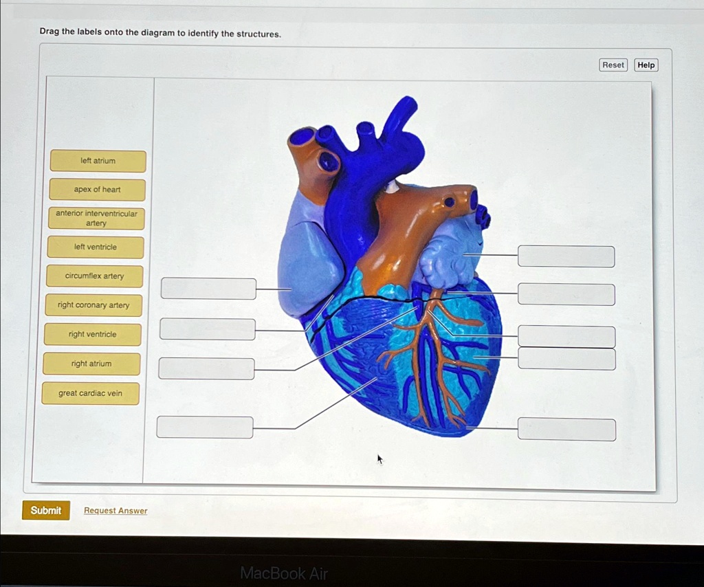 Drag the labels onto the diagram to identify the structures. left atrium apex of heart anterior ...