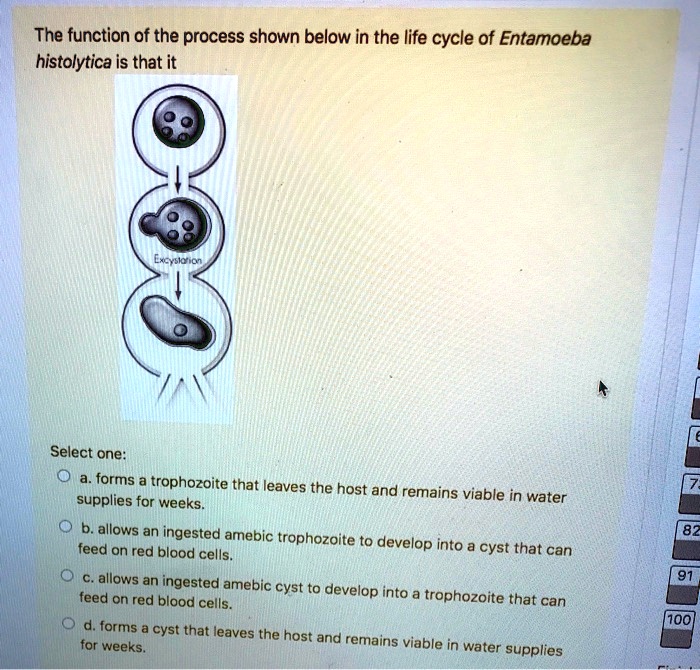 The function of the process shown below in the life cycle of Entamoeba histolytica is that it ...