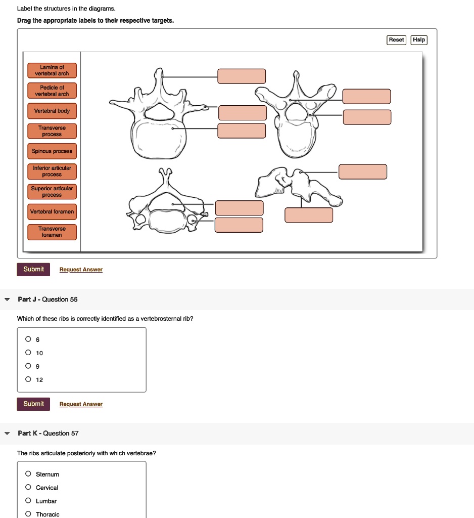 Vertebrosternal True Ribs Spinal Lab Test 1 Flashcards | Quizlet