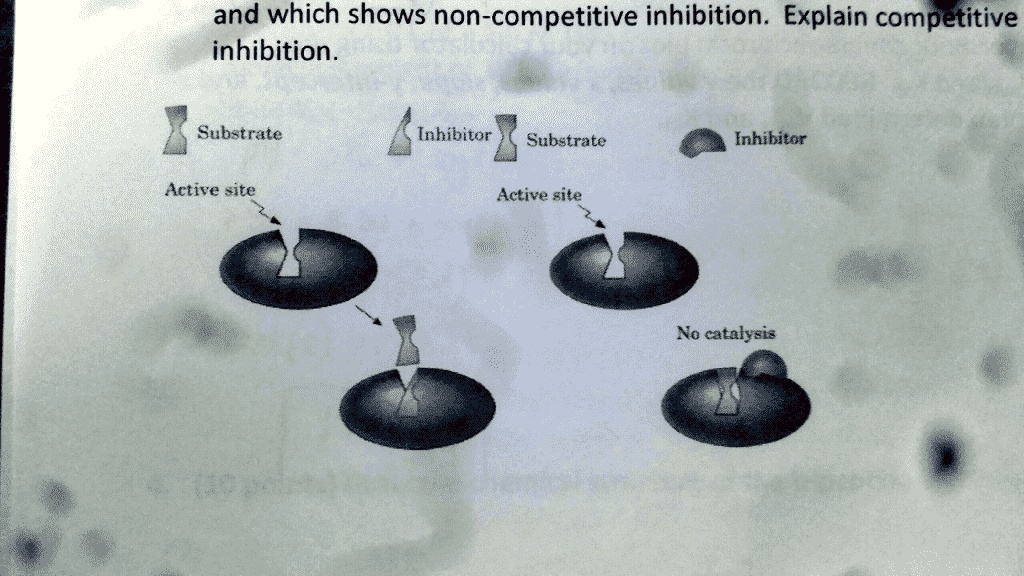 and which shows non-competitive inhibition. Explain competitive ...