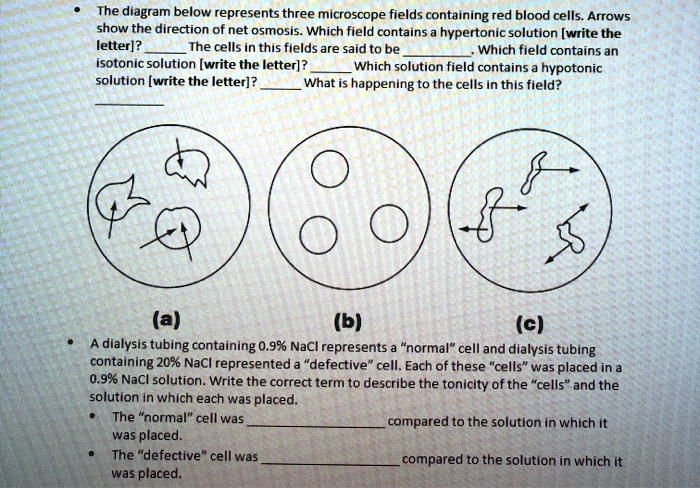 the diagram below represents three microscope fields containing red ...