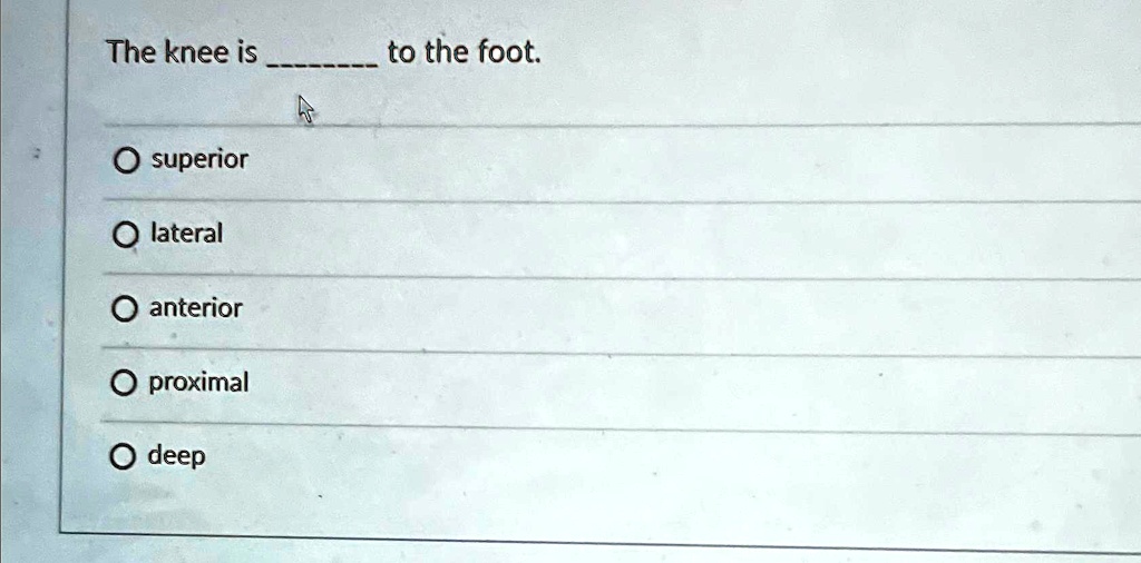 The knee is to the foot. ? superior ? lateral ? anterior ? proximal ? deep