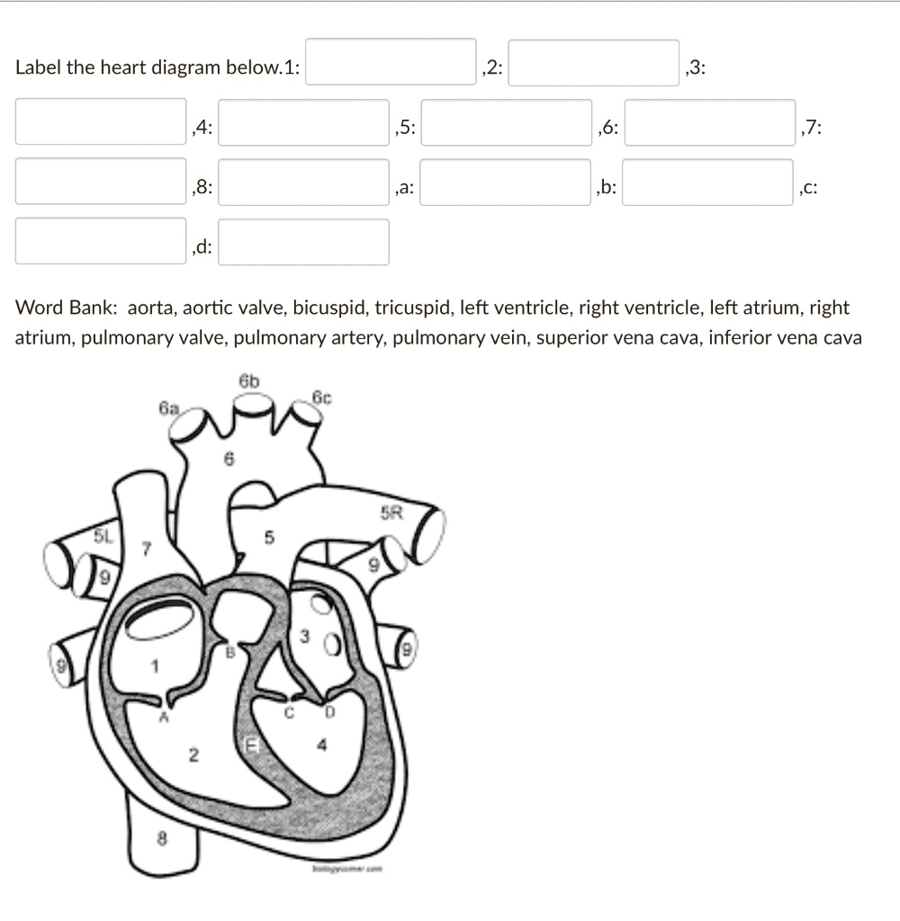 Label the heart diagram below.1: ,3: 5: b: d: Word Bank: aorta; aortic ...