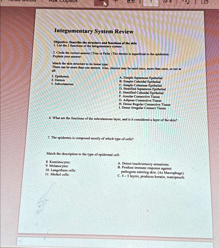 SOLVED: Integumentary System Review Objective: Describe the structure and functions of the skin ...