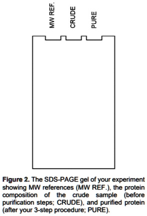 SOLVED: 438 Mw CRUDE PURE Figure 2. The SDS-PAGE gel of your experiment ...