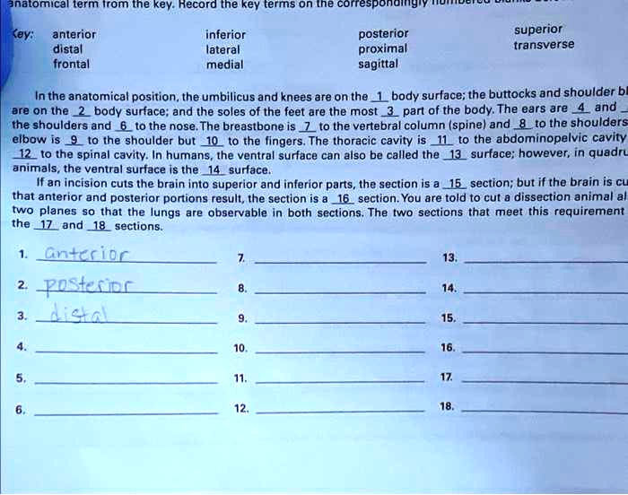 anatomical term from the key. Record the key terms on the correspo Key ...