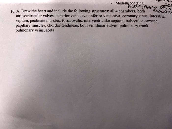A. Draw the heart and include the following structures: all 4 chambers ...