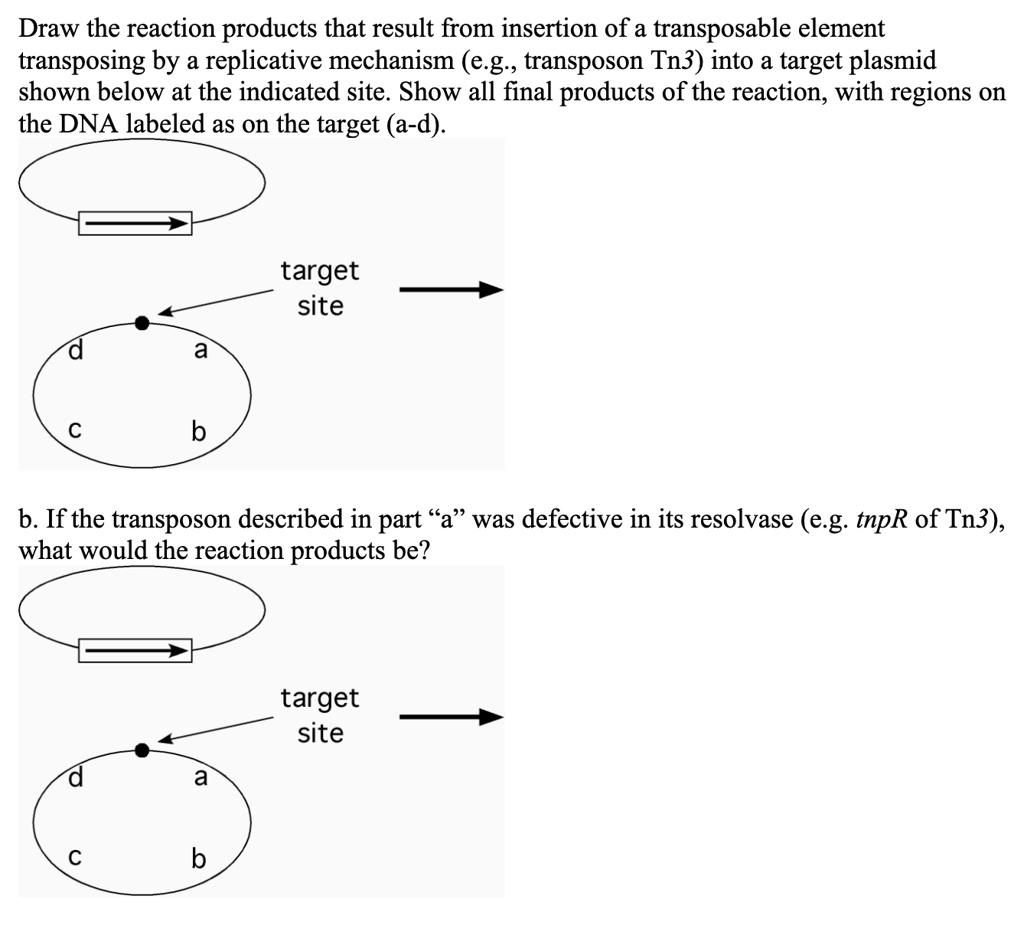 Draw the reaction products that result from insertion of a transposable ...