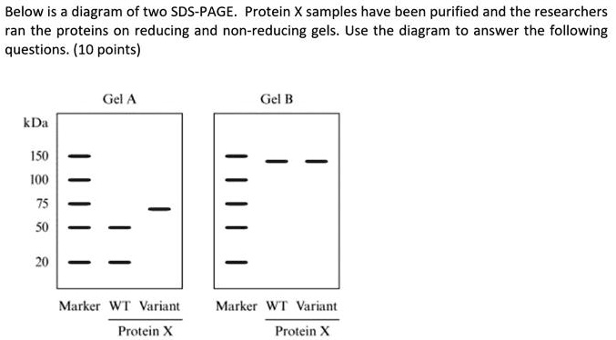 Below is a diagram of two sds page protein x samples have...