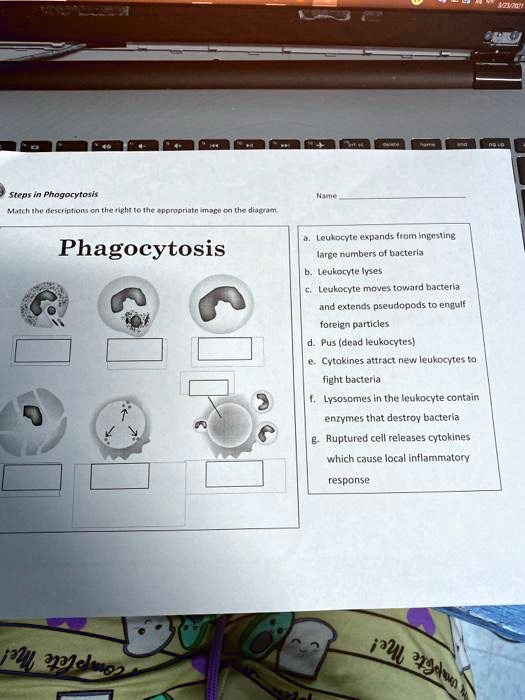 Steps in Phagocytosis Match the descriptions on the right to the ...