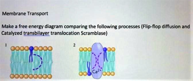 SOLVED: Membrane Transport Make a free energy diagram comparing the ...