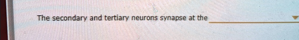 the secondary and tertiary neurons synapse at the the secondary and ...