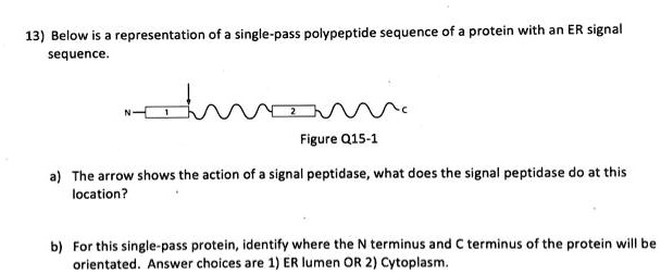 SOLVED:13) Below is representation of single-pass polypeptide sequence of a protein with an ER ...