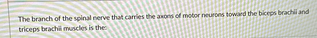 the branch of the spinal nerve that carries the axons of motor neurons ...