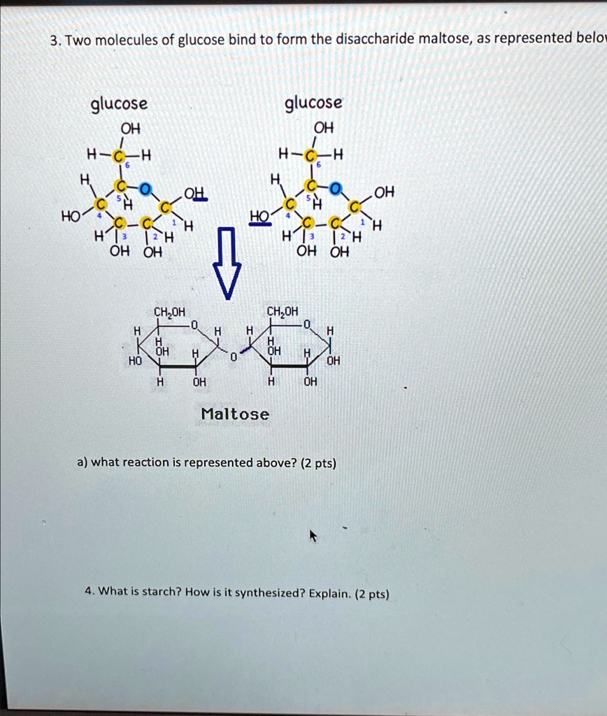 3. Two molecules of glucose bind to form the disaccharide maltose, as ...