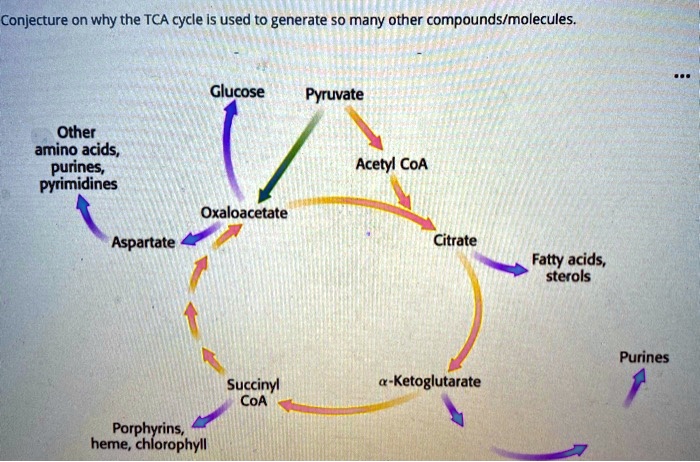 SOLVED: Conjecture on why the TCA cycle is used to generate so many ...