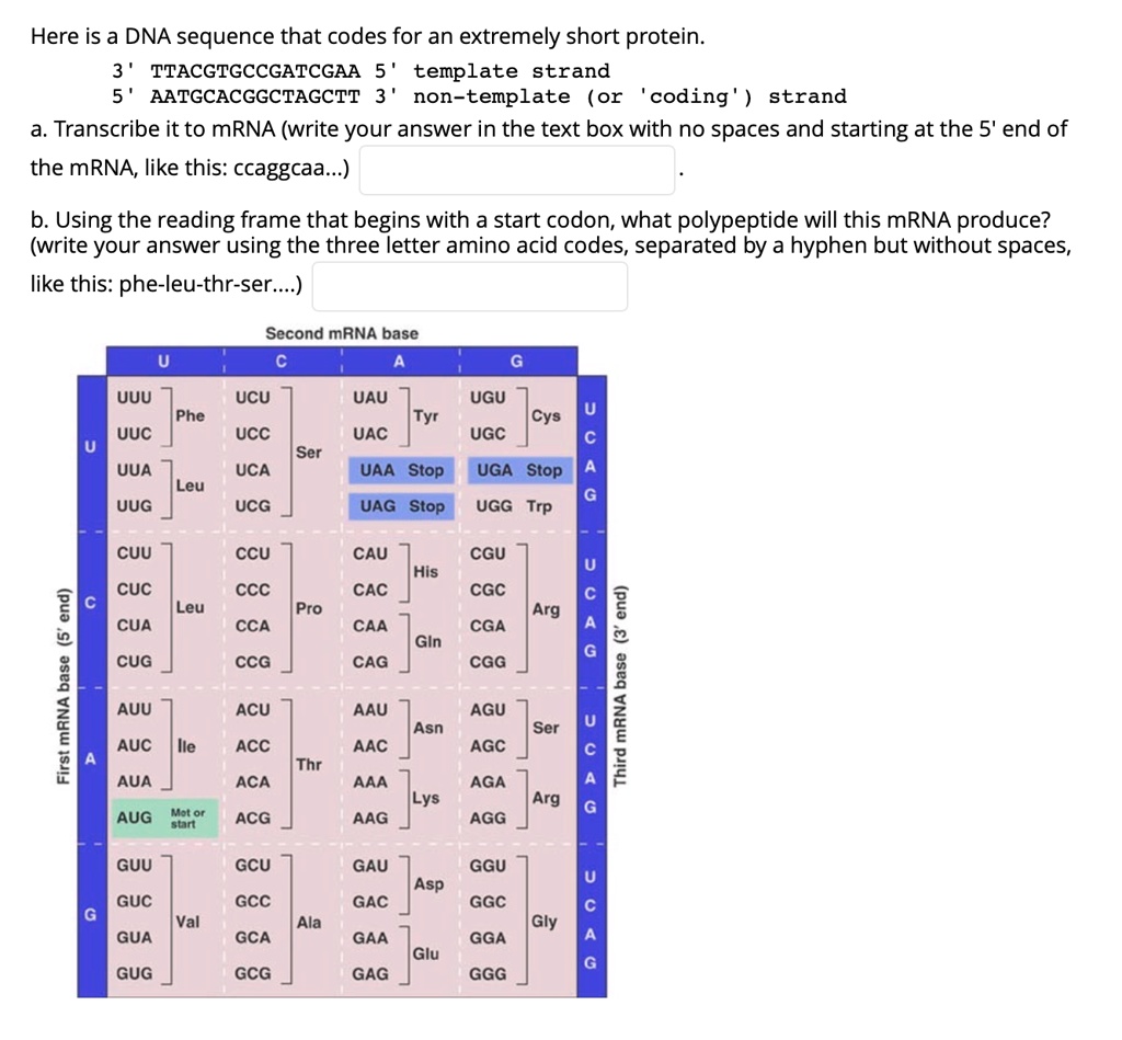 SOLVED: Here is a DNA sequence that codes for an extremely short ...