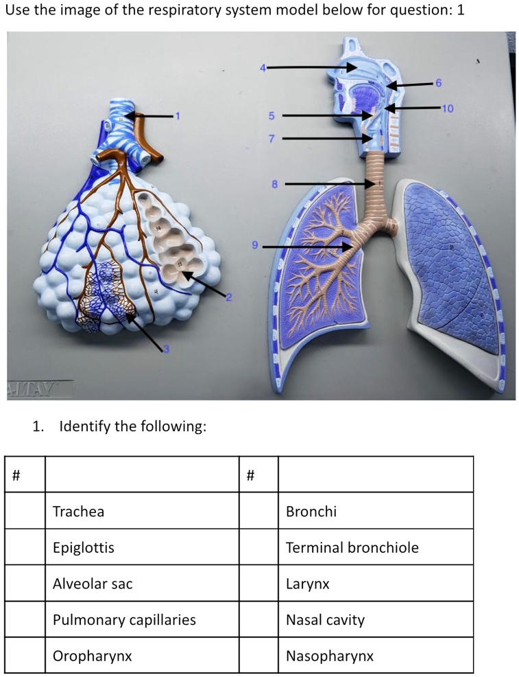 Use the image of the respiratory system model below for question: 1 1 ...