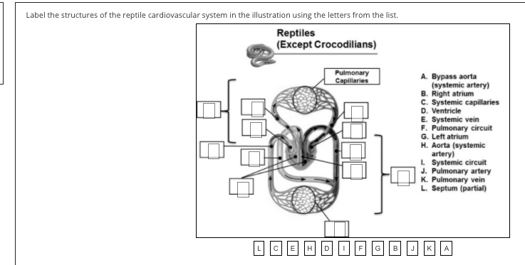 SOLVED: Label the structures of the reptile cardiovascular system in ...