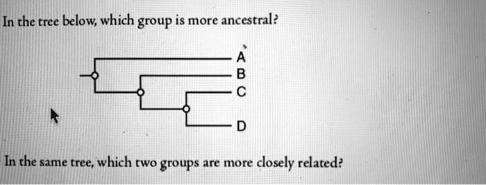 In the tree below, which group is more ancestral? A B C D In the same ...