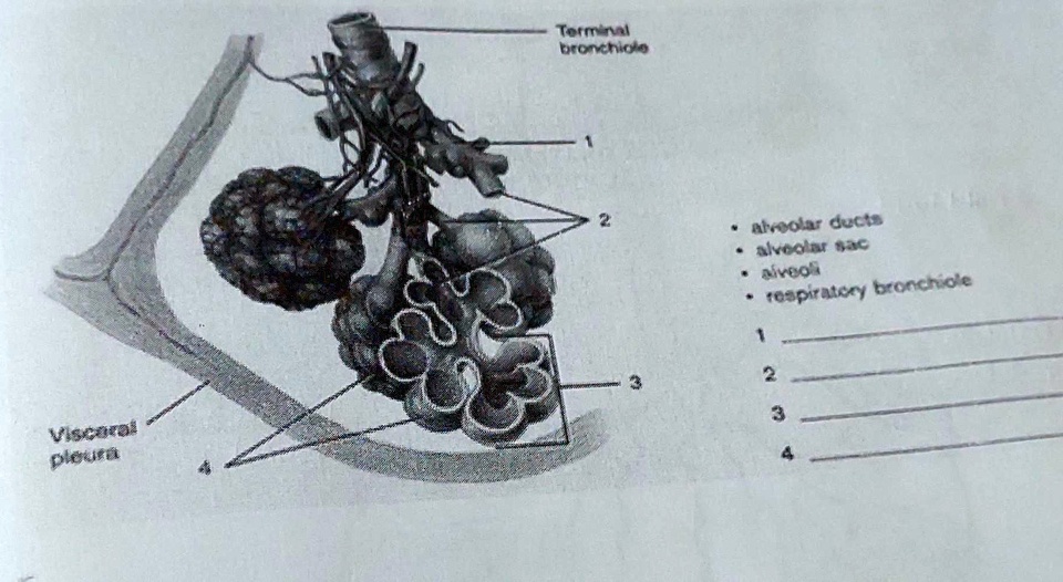 Terminal bronchiole alveolar ducts, alveolar sac, alveolar respiratory ...