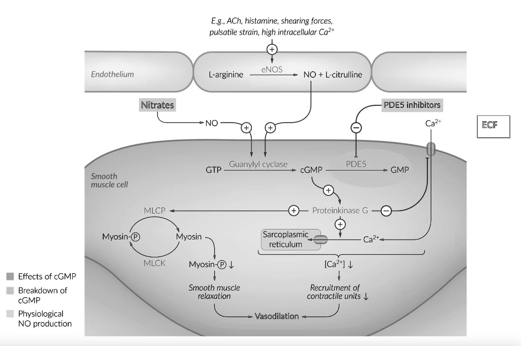 SOLVED: Explain the effect of inhibiting the reaction observed (cGMP ...