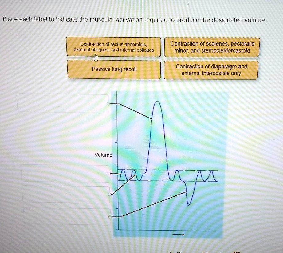 Place each label to indicate the muscular activation required to ...