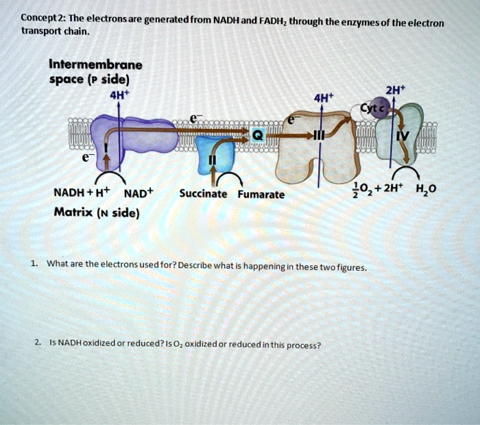 Concept 2: The electrons are generated from NADH and FADH2 through the enzymes of the electron ...