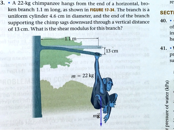 SOLVED: 22-kg chimpanzee hangs from the end of a horizontal, bIO- ken ...