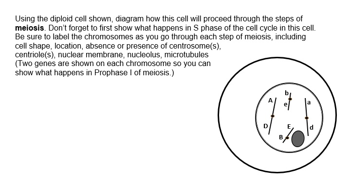 SOLVED: Using the diploid cell shown; diagram how this cell will ...