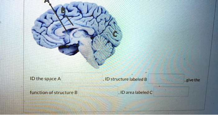 SOLVED: ID the space A ID structure labeled B Give the function of ...