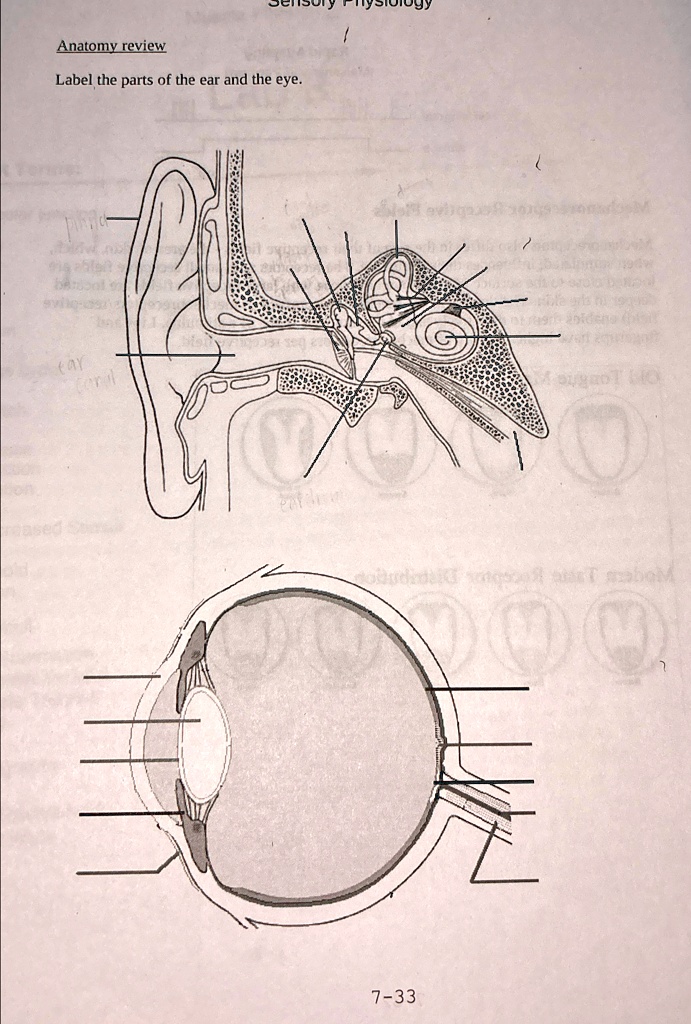 Anatomy Review Label the parts of the ear and the eye. Sensory ...
