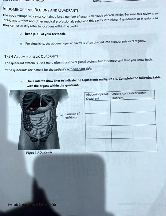 SOLVED: ABDOMINOPELVIC REGIONS AND QUADRANTS The abdominopelvic cavity ...