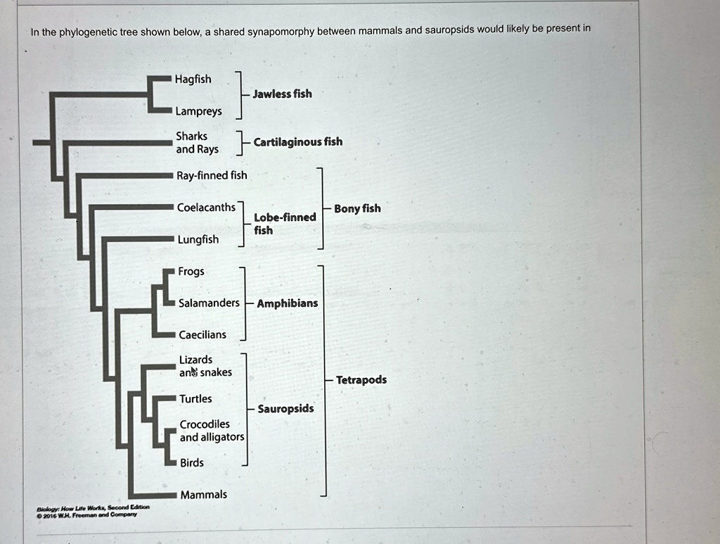 In the phylogenetic tree shown below, a shared synapomorphy between ...