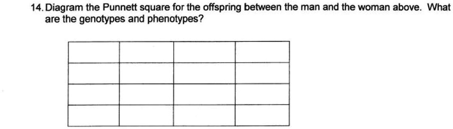 14. Diagram the Punnett square for the offspring between the man and ...