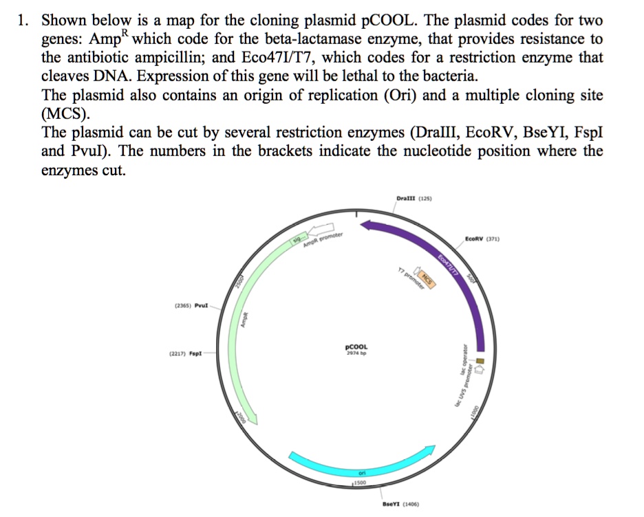 SOLVED: Shown below is a map for the cloning plasmid pCOOL The plasmid ...