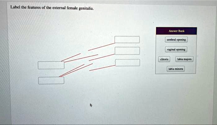 SOLVED: Label the features of the external female genitalia. Answer ...