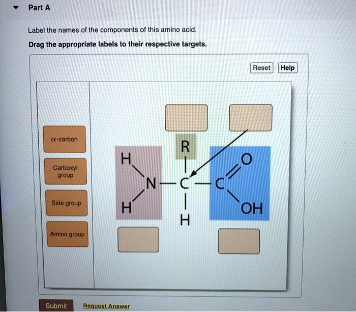 SOLVED: Label the names of the components of this amino acid: Drag the ...