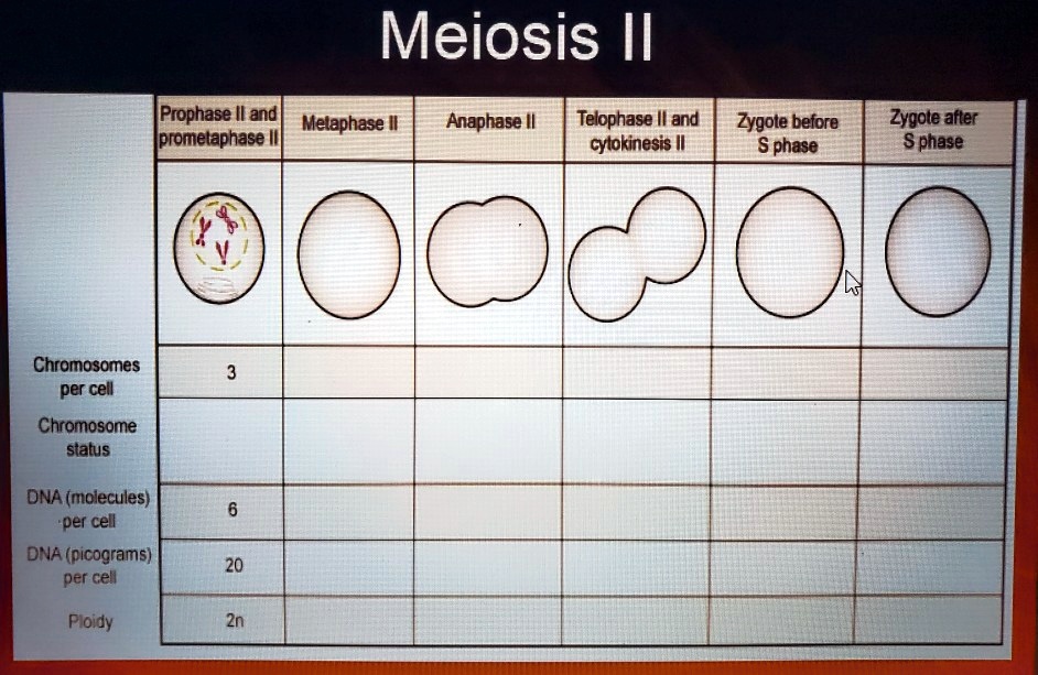 meiosis iprophase il and melaphase ii anaphase il telophase il and ...
